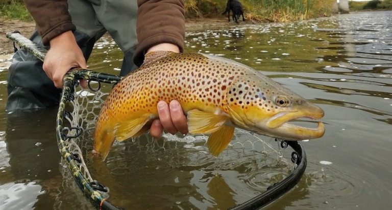 This Blue Bow Trout Species Can't Be Real, Can It? - Wide Open Spaces