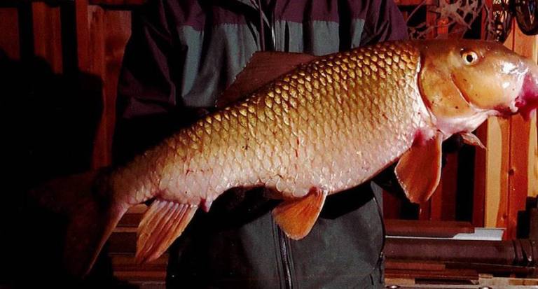 Huge Silver Redhorse Sets Minnesota Record - Wide Open Spaces