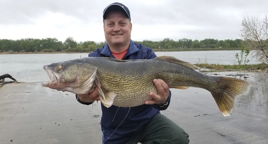 Angler's 33-Inch Walleye Catch is Every Fisherman's Dream - Wide Open ...