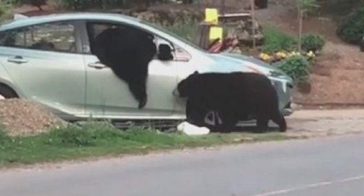 Video: Trio of Black Bears Loots Car in North Carolina - Wide Open Spaces