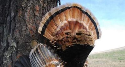 Pics: Check Out These Cool Cinnamon Color-Phase Turkeys - Wide Open Spaces