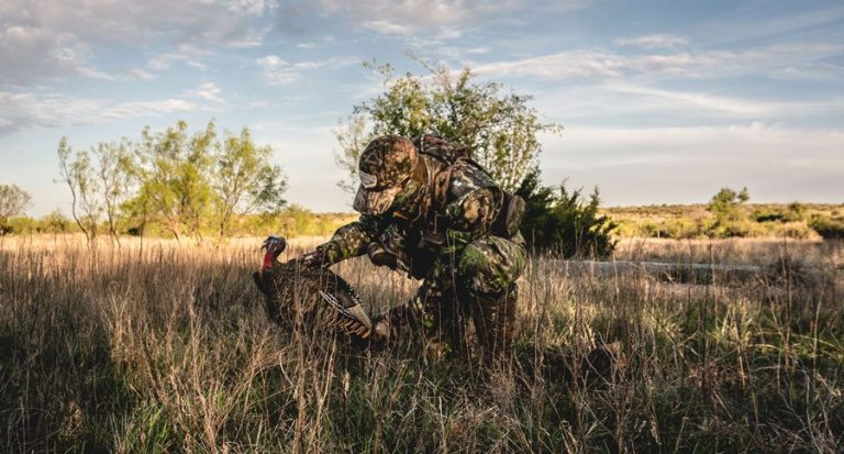 Turkey Vision: How a Gobbler Sees