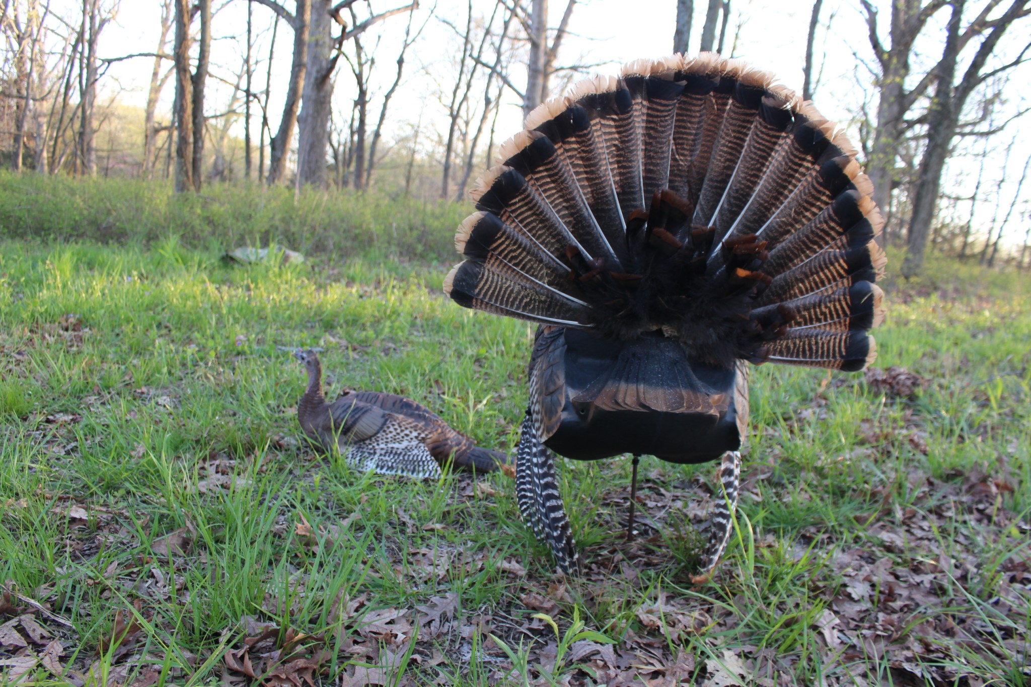 The White Face Strutter Decoy from Dave Smith Decoys is Enough to Make ...