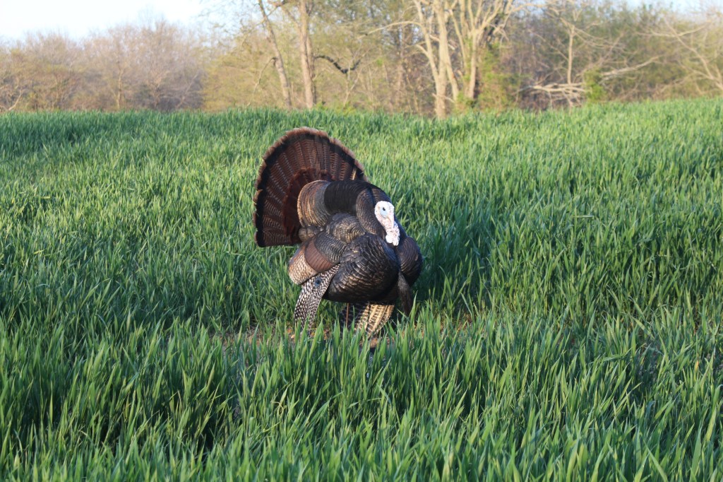 The White Face Strutter Decoy from Dave Smith Decoys is Enough to Make ...
