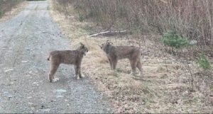 Pair of Lynx Have Intense Screaming Match in Viral Video - Wide Open Spaces