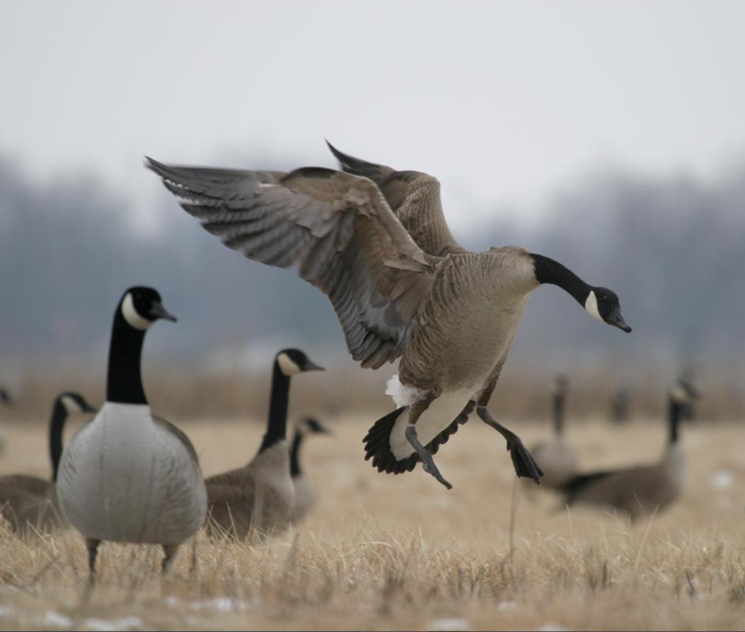 Geese Don't Stand a Chance: GHG's Pro-Grade Full-Body and Floater ...