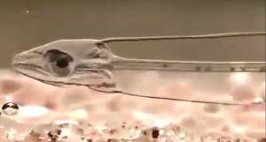 What is This See-Through, Nearly Invisible Fish? - Wide Open Spaces