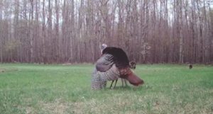 Video: This Tom Turkey Sure Knows How to Bust a Move - Wide Open Spaces