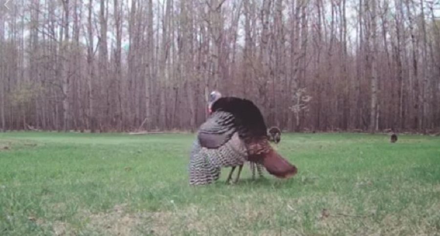 Pics: Check Out These Cool Cinnamon Color-Phase Turkeys - Wide Open Spaces