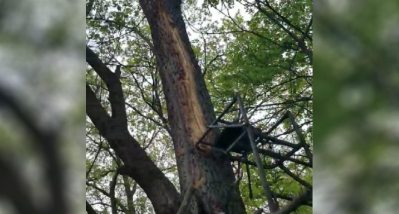5 Ridiculous Treestands That Make Us Question the Owners' Sanity