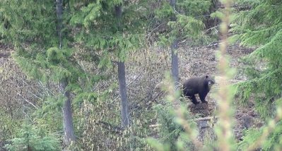 Taxidermist Shows How to Properly Skin a Bear for a Rug - Wide Open Spaces