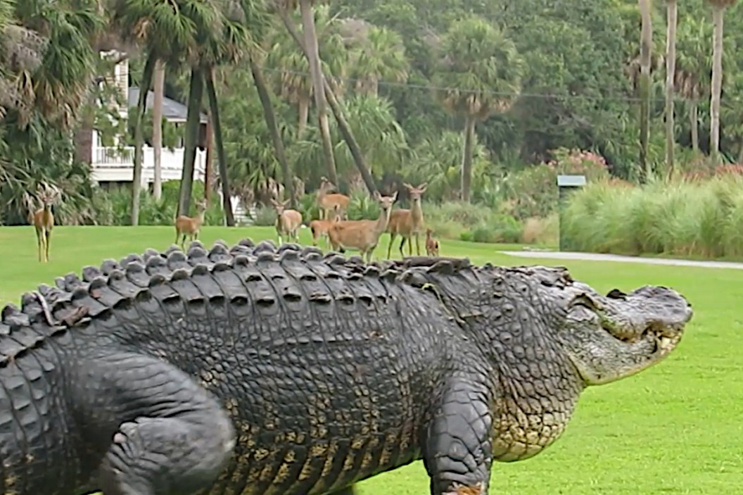 Monstrous Alligator Stops Play for Golfers, Has Deer Doing a Double ...
