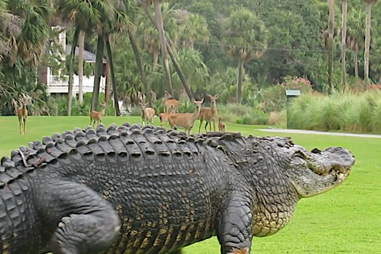 Monstrous Alligator Stops Play for Golfers, Has Deer Doing a Double ...