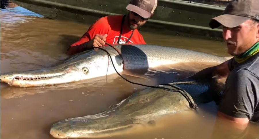 Video: What's Better Than One 200-Pound Gar? How About Two of Them ...