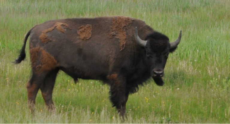 Yellowstone Records First Bison Attack on a Human of 2018 - Wide Open ...