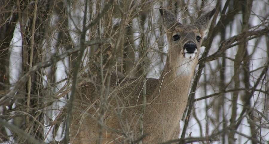 Michigan Bills Aim to Curb the Impact of CWD - Wide Open Spaces
