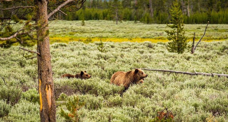 Here's What You Need to Know About the Top 5 North American Predators