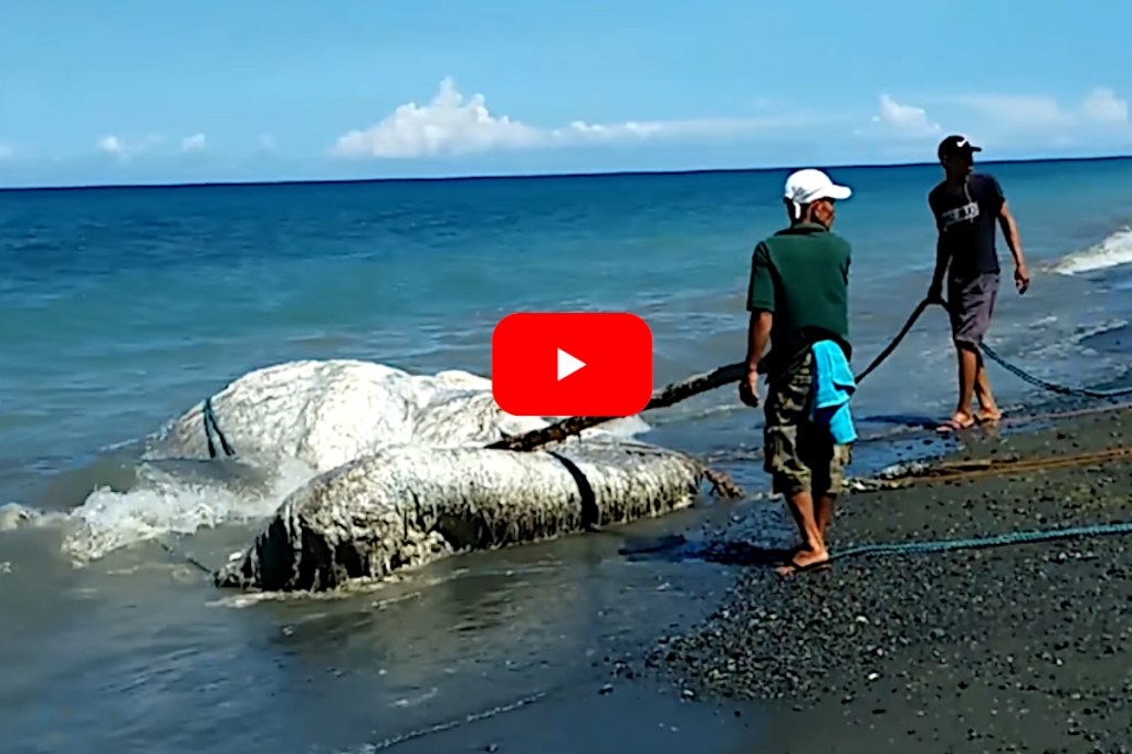 The "Globster," a Mysterious Carcass That Puzzled and Frightened the ...