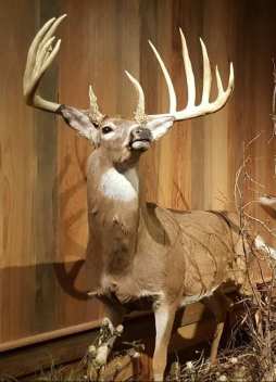 #WhitetailWednesday: 8 World Class Bucks You May Have Never Heard of ...
