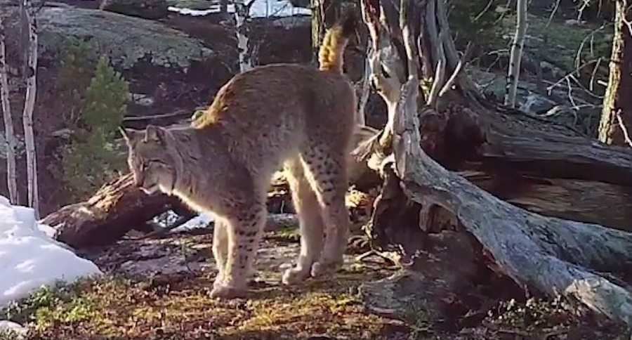 Lynx Marks Its Territory After Defeating a Wolverine - Wide Open Spaces