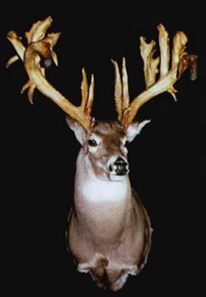 #WhitetailWednesday: 8 World Class Bucks You May Have Never Heard of ...