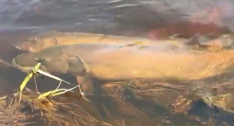 Video: Muskie Spawning is a Wicked Sight to See - Wide Open Spaces