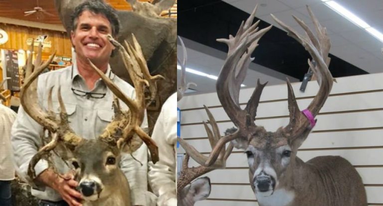 #WhitetailWednesday: 6 Bucks With Narrow Spreads That Still Made the ...