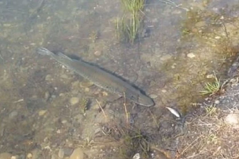 This Mammoth Muskie is Hangry to the Bone [VIDEO] - Wide Open Spaces