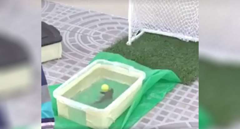 Video: This Fish Can Kick a Soccer Ball Into a Goal - Wide Open Spaces