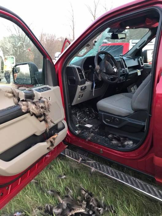 Look at the Insane Damage This Turkey Did After Being Hit by a Pickup ...