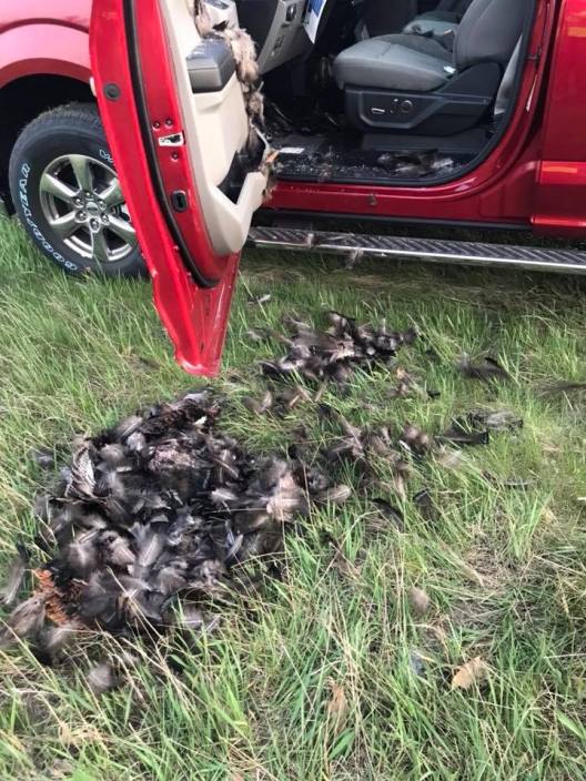 Look at the Insane Damage This Turkey Did After Being Hit by a Pickup ...