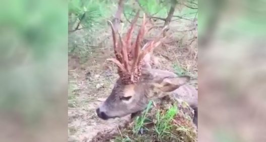 What Causes Weird Antler Growth Like This? - Wide Open Spaces