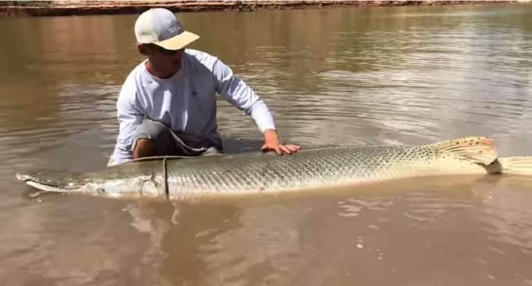 Learn How to Preserve Your Gar Fish Hide - Wide Open Spaces
