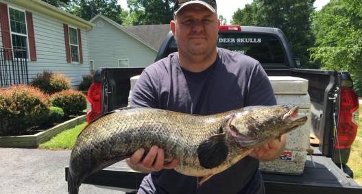 New North Dakota State Record Buffalo Fish is One of the Largest Fish ...