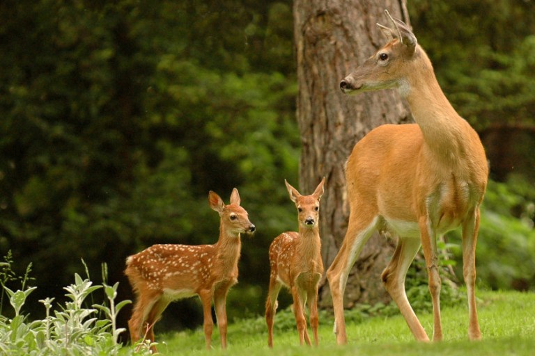 3 Clues to the Whitetail World You Can Learn From Fawns