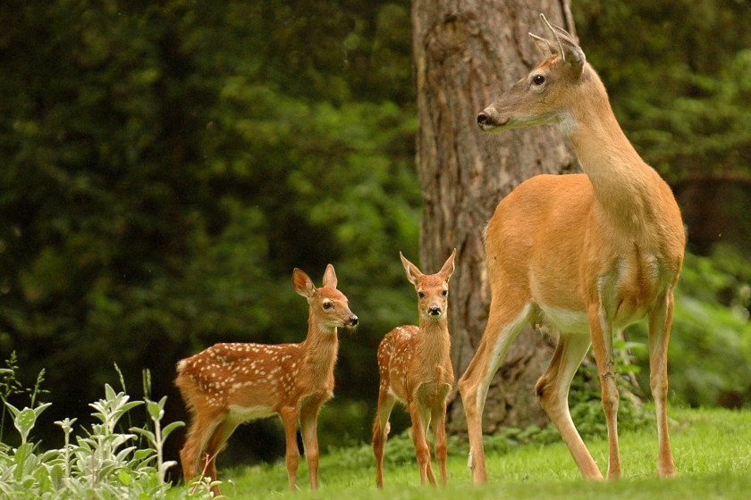 3 Clues to the Whitetail World You Can Learn From Fawns