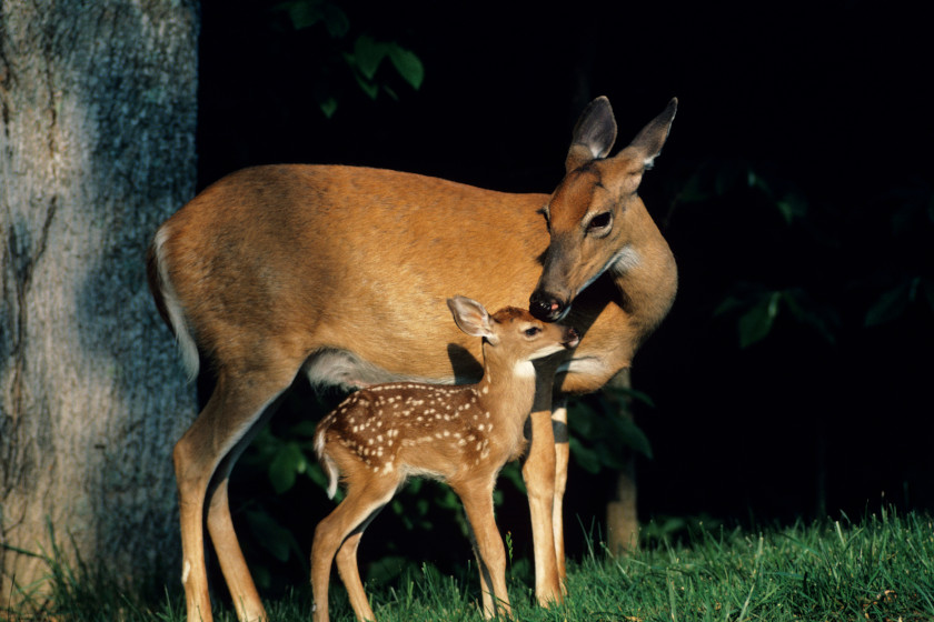 3 Clues to the Whitetail World You Can Learn From Fawns