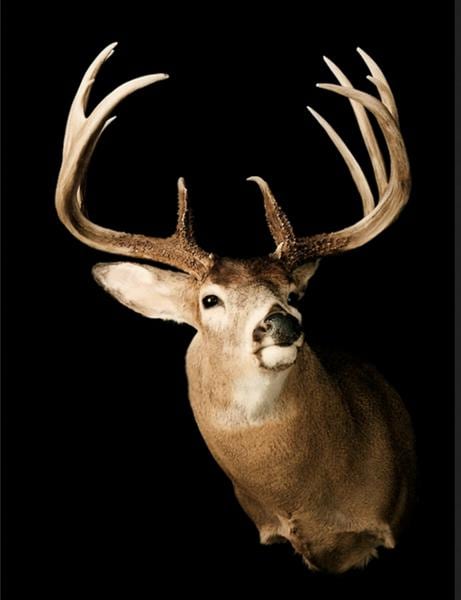 #WhitetailWednesday: 10 of the Most Symmetrical Bucks Ever - Wide Open ...