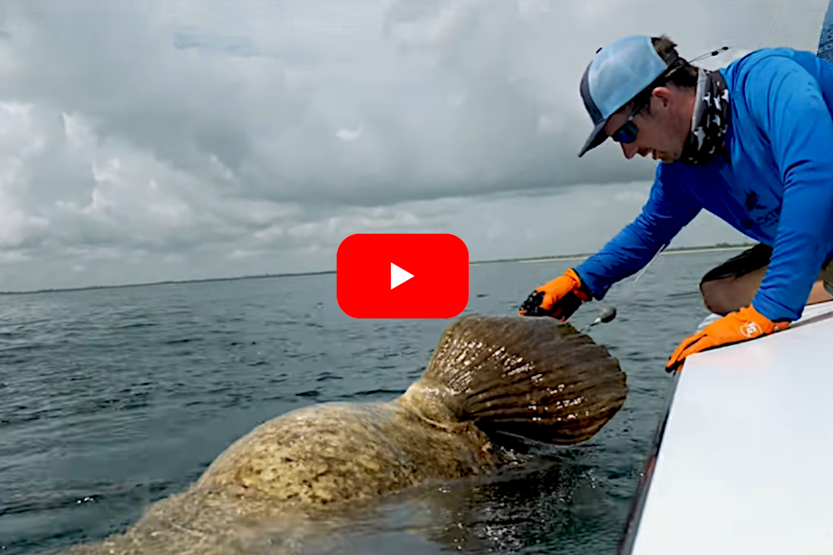Goliath Grouper Pulls Angler Overboard During Unhooking Attempt - Wide ...