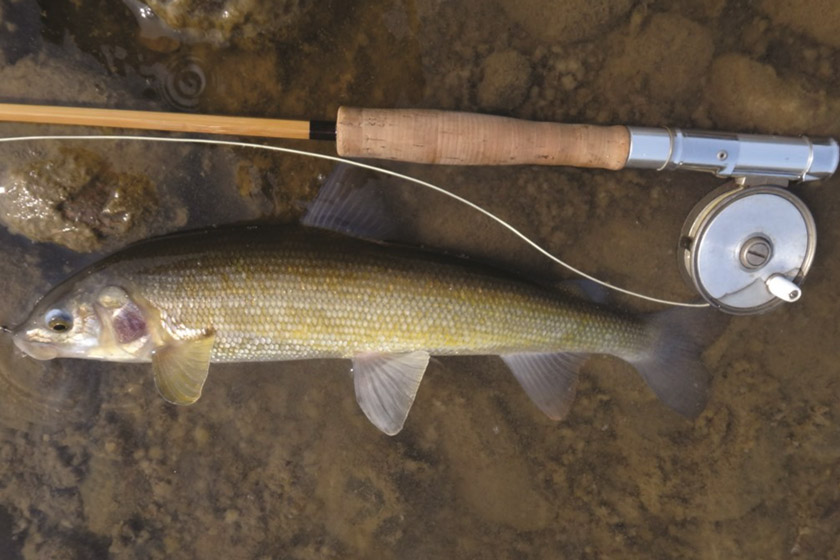 Freshwater Fish to Eat: 10 Species to Add to Your Bucket List