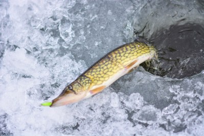 Freshwater Fish to Eat: 10 Species to Add to Your Bucket List