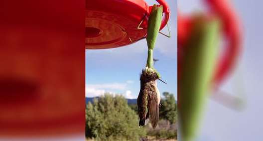 This Picture of a Praying Mantis Eating a Hummingbird is Not Fake ...