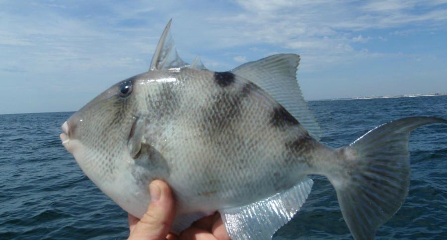 5 Great-Tasting Saltwater Fish You Should Try Cooking This Summer ...