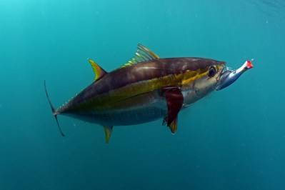 Big Saltwater Fish Species That Make Sport Fishing Worth the Investment