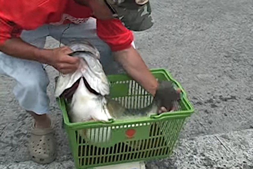 World-Record Bass: Perry's Record Has Barely Staved Off Multiple Threats