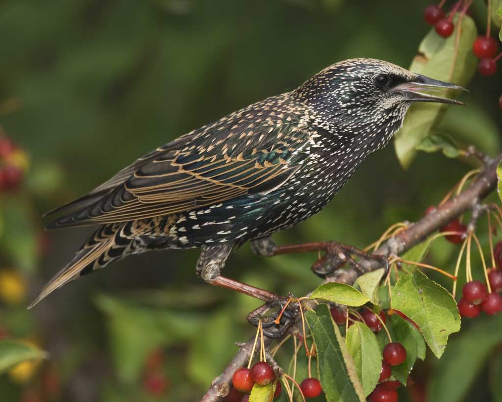 6 Animals You Can Still Hunt in the Summer