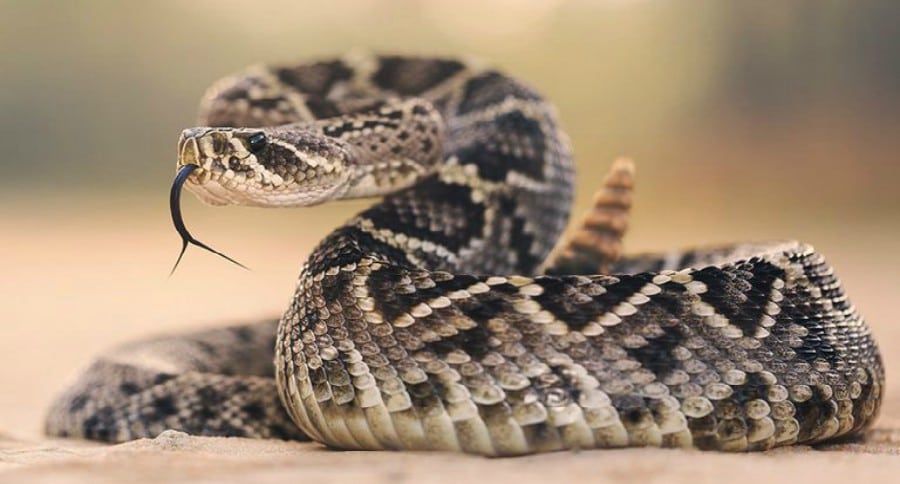 Why Investing in Rocky Snake Boots is Worth Every Dime