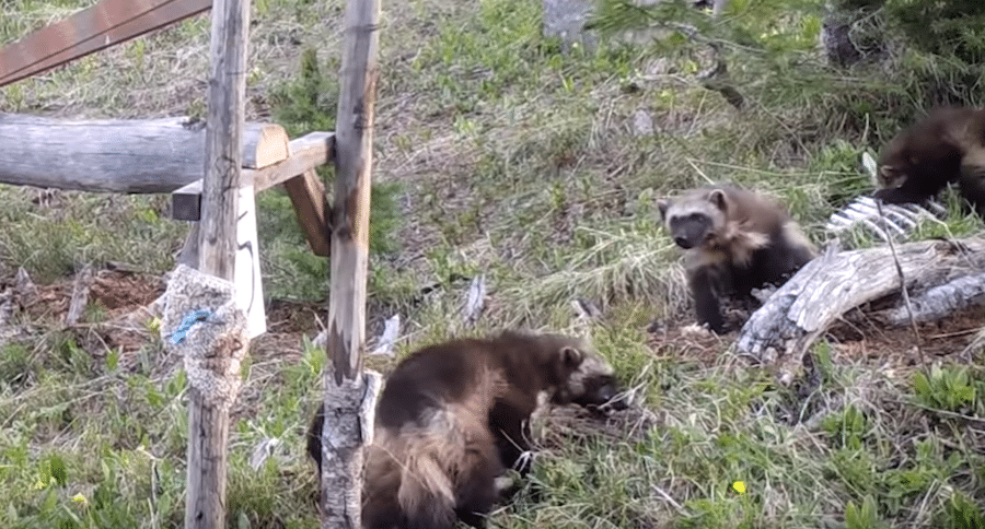 Wolverine Babies Spotted for the First Time Ever in the Bitterroot ...