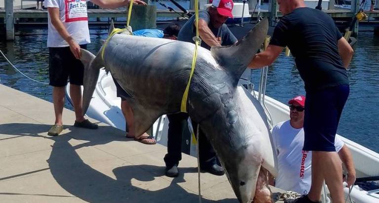 This 25 Foot Shark is Largest Ever Caught by Rod and Reel in Europe ...