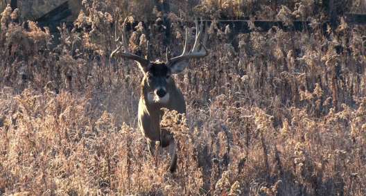 4 of the Best Deer Hunting YouTube Channels